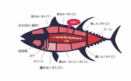 意外と知られていないマグロの部位と特徴 中落ちは『究極の赤身』？ Tsurinews